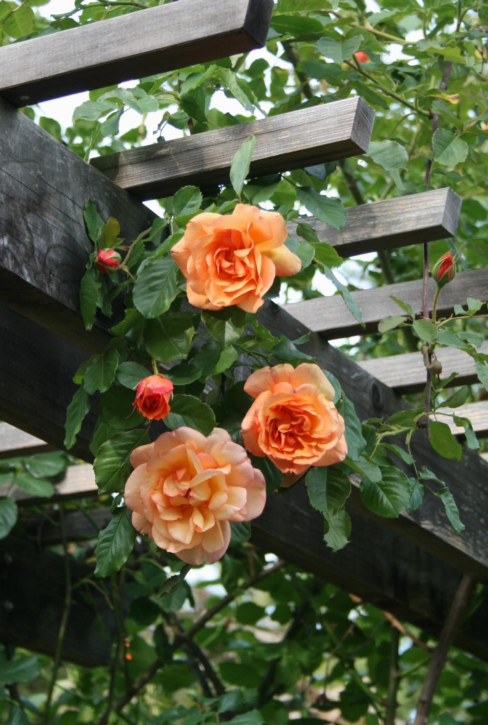 Rose (Rosa 'Autumn Sunset') in the Roses Database - Garden.org