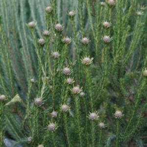Leucadendron linifolium - Garden.org