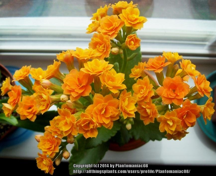 Photo of the bloom of Flaming Katy (Kalanchoe blossfeldiana Calandiva ...