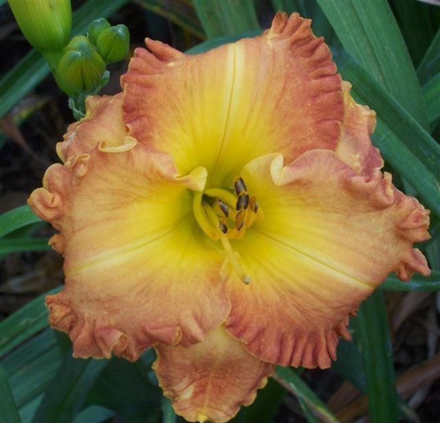 Daylily (Hemerocallis 'Sparks October Sunset') in the Daylilies ...