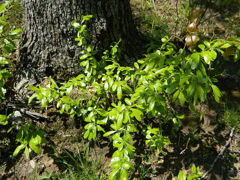 Photo of the entire plant of Brasil (Condalia hookeri) posted by ...