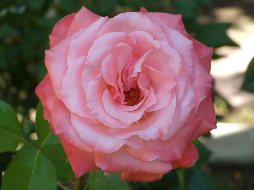 Rose (Rosa 'Sheer Elegance') in the Roses Database - Garden.org