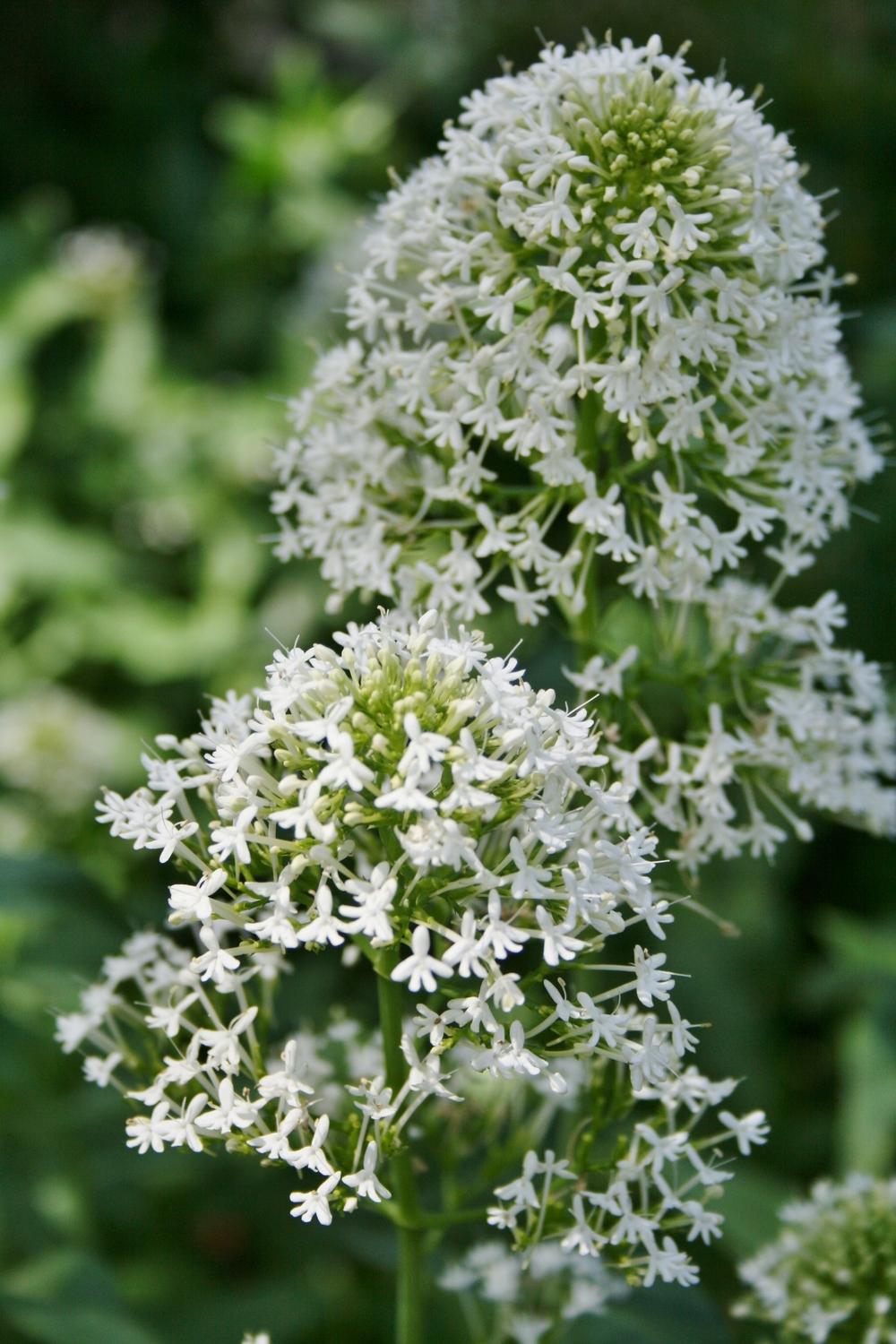 Photo of the bloom of Jupiter's Beard (Centranthus ruber 'Alba') posted ...