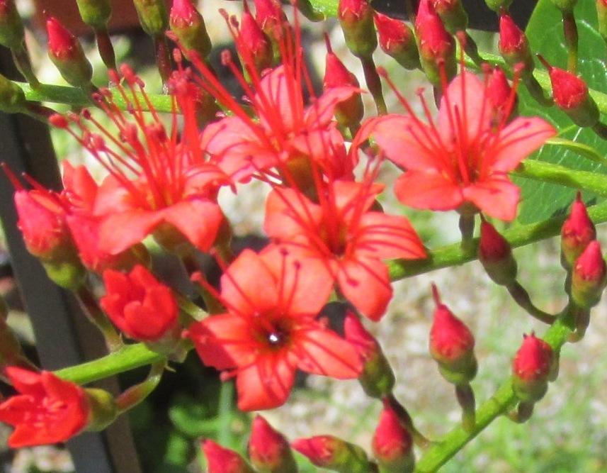 Photo of the bloom of Combretum (Combretum grandiflorum) posted by ...