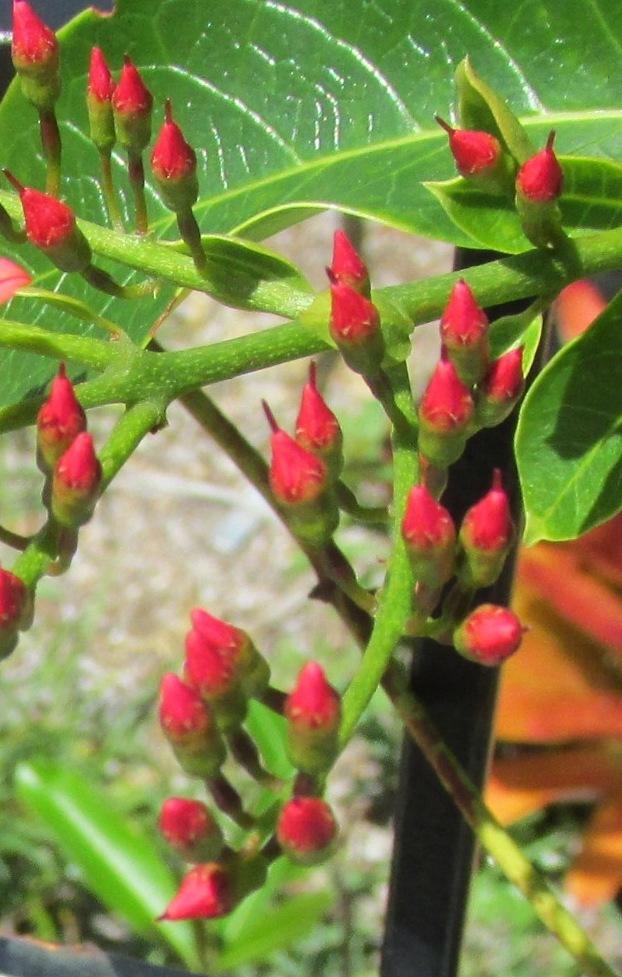 Combretum (Combretum grandiflorum) - Garden.org