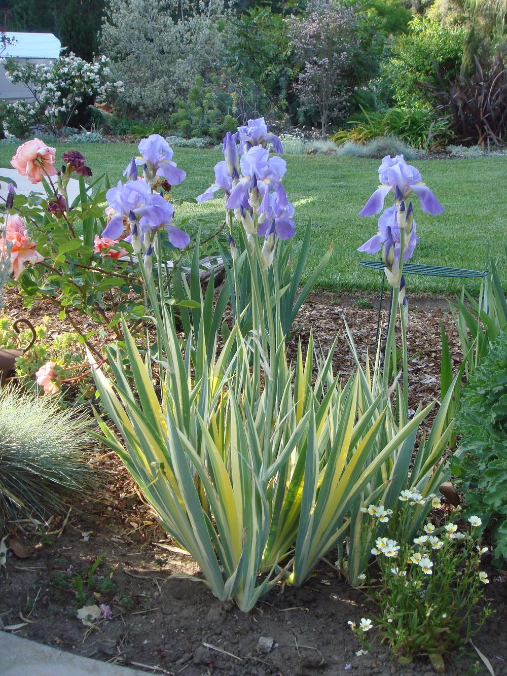 Species Iris (Iris pallida 'Zebra') in the Irises Database - Garden.org