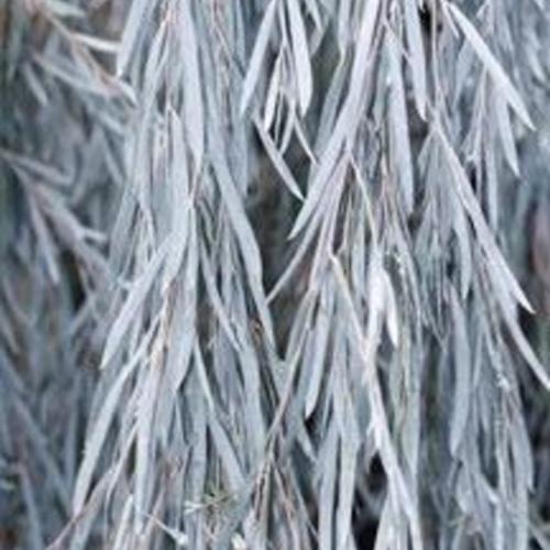 Weeping Myall (Acacia pendula) - Garden.org