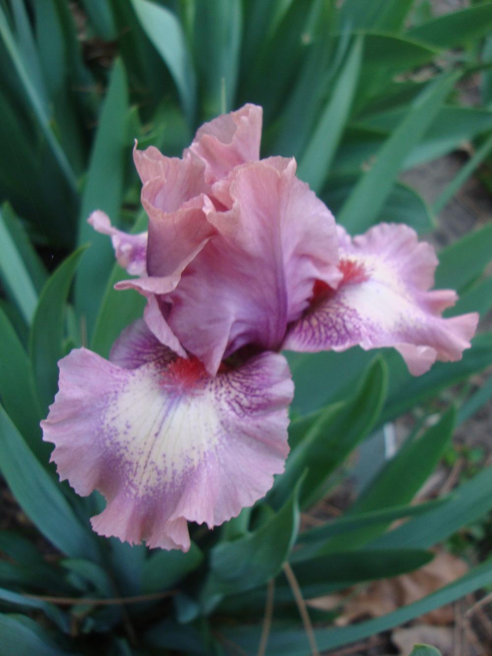 Photo of the bloom of Standard Dwarf Bearded Iris (Iris 'Raspberry Ice ...