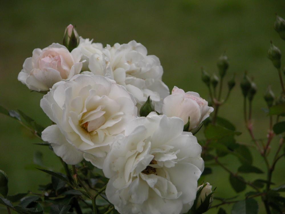 Rose (Rosa 'Mary Washington') in the Roses Database - Garden.org