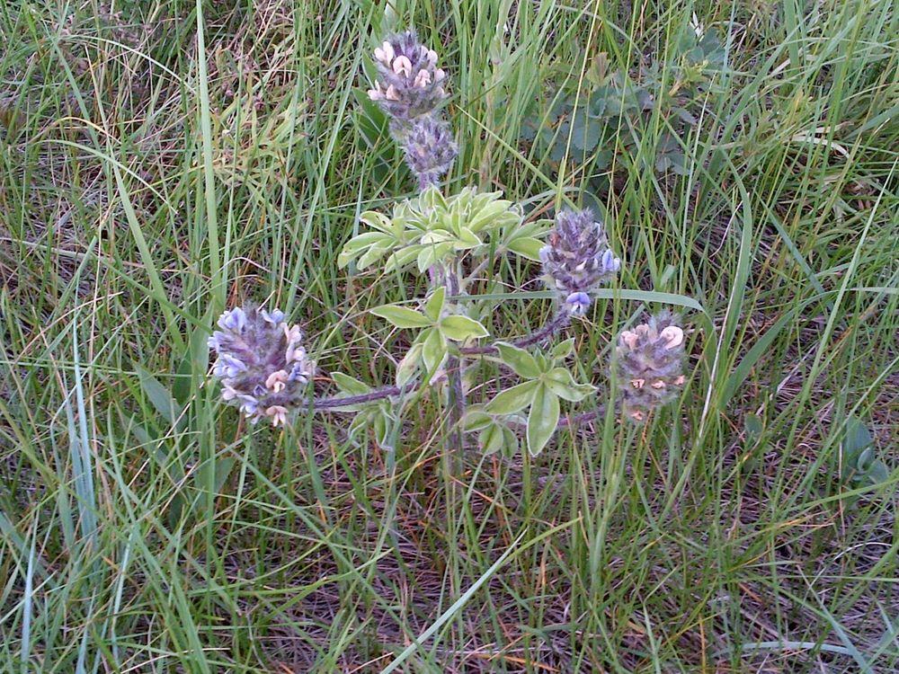 Breadroot (Psoralea esculenta) - Garden.org