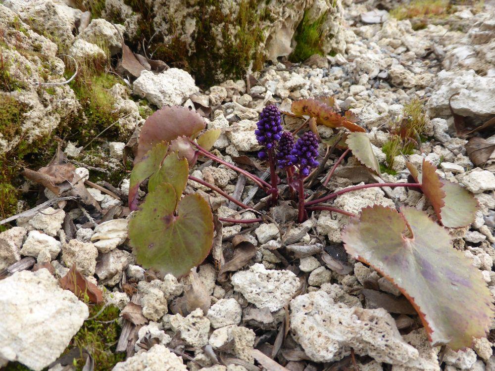 Synthyris platycarpa - Garden.org