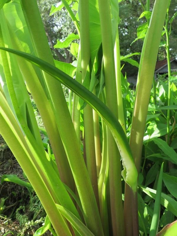 Photo of the bloom of Green Arrow Arum (Peltandra virginica) posted by ...