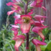 Photo of the bloom of Foxglove (Digitalis Digiplexis® Illumination ...