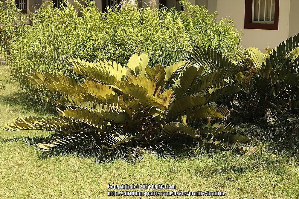 Photo of the entire plant of Coontie (Zamia pumila) posted by bonitin ...