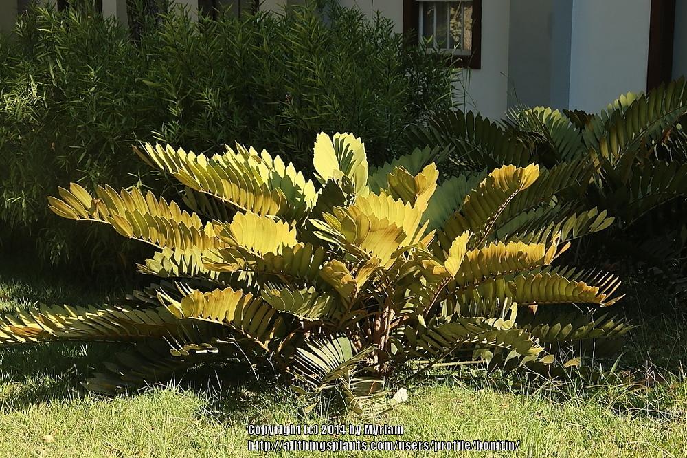 Photo of the entire plant of Coontie (Zamia pumila) posted by bonitin ...
