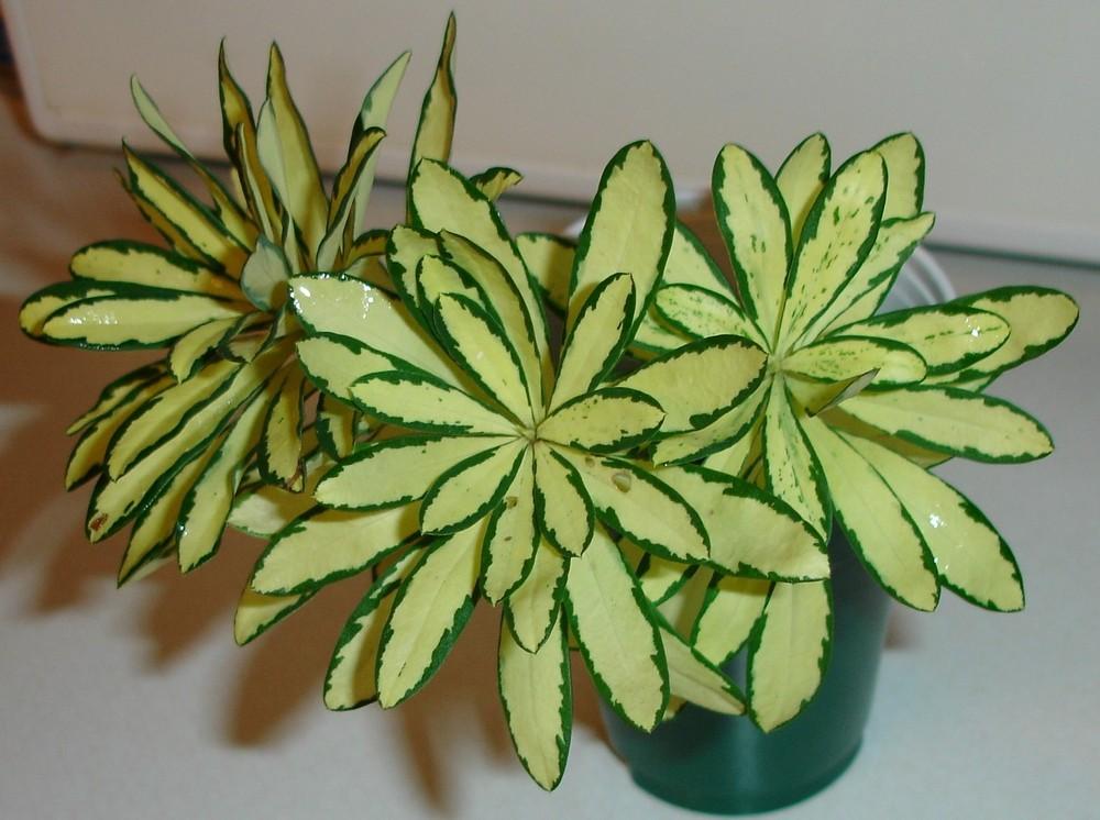 Burkwood Daphne (Daphne 'Briggs Moonlight') - Garden.org