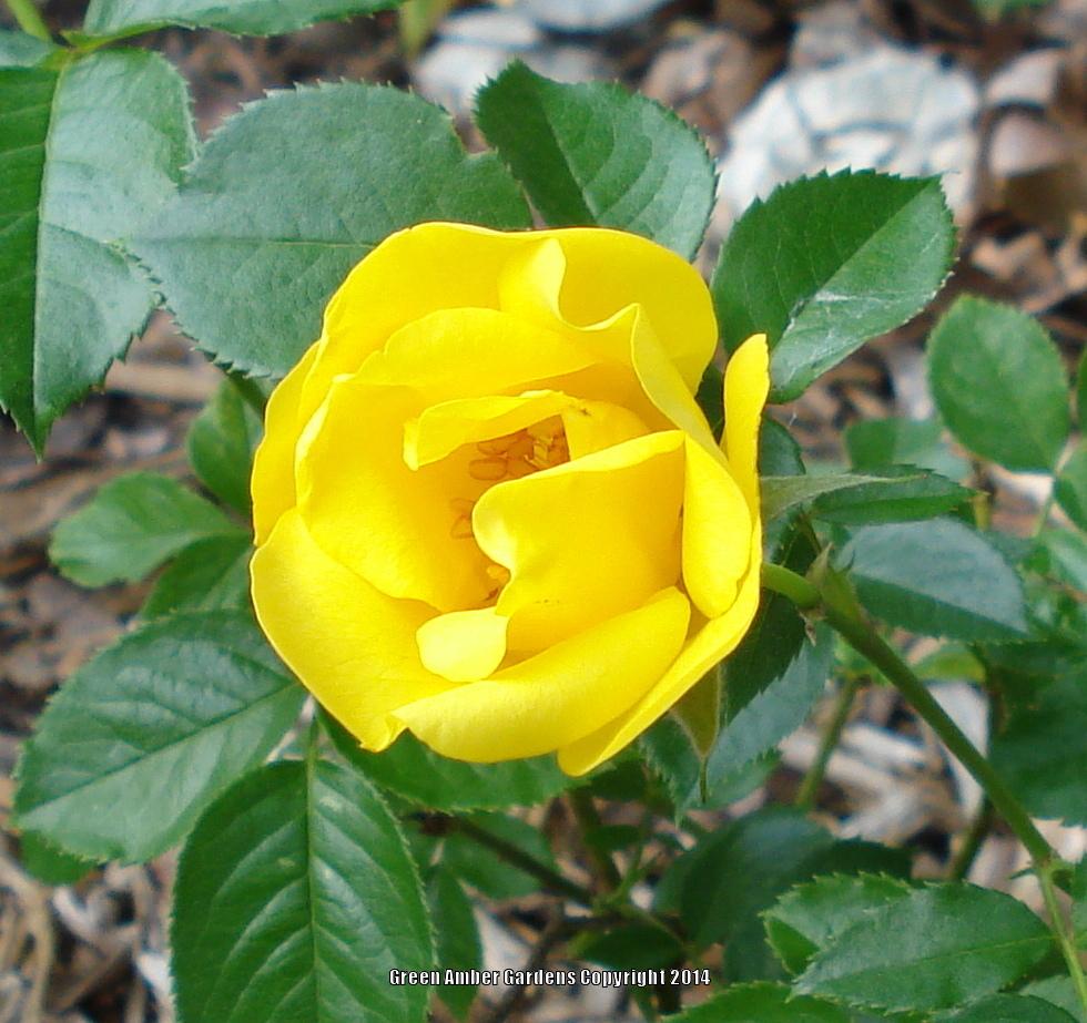 Photo of the bloom of Rose (Rosa 'Lemon Fizz') posted by lovemyhouse ...