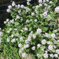 Austral Stork's Bill (Pelargonium australe) in the Pelargoniums ...