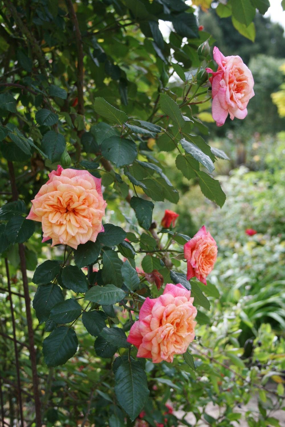 Photo of the bloom of Rose (Rosa 'Aloha') posted by Calif_Sue - Garden.org