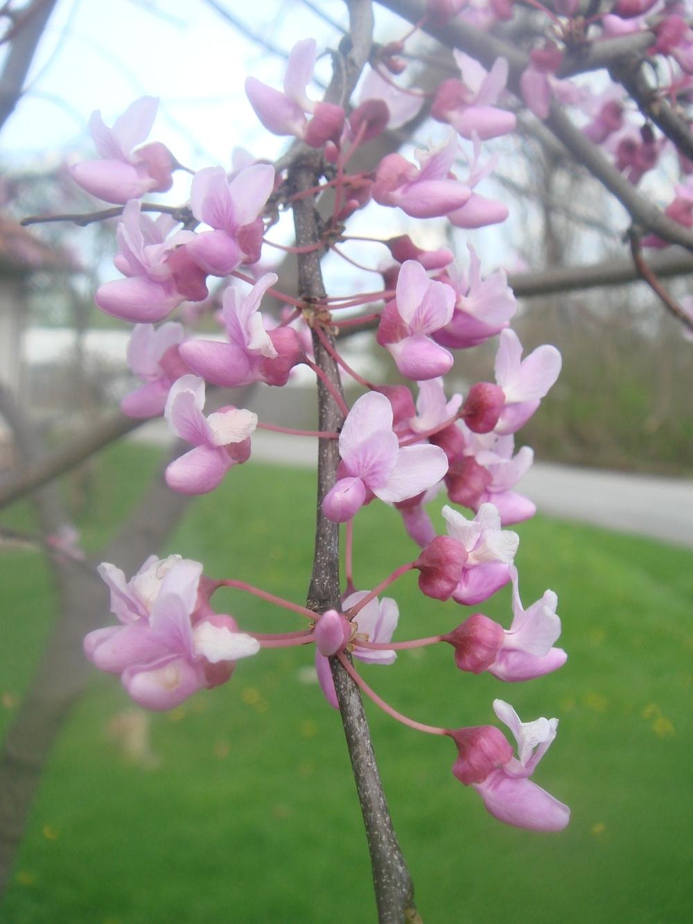 Photo of the bloom of Eastern Redbud (Cercis canadensis 'Forest Pansy ...
