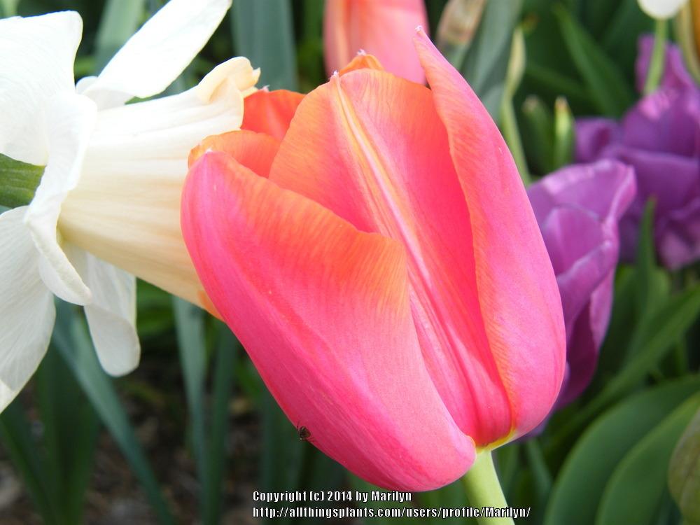 Single Late Tulip (Tulipa 'Avignon') in the Tulips Database - Garden.org