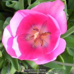 Tulip (Tulipa 'Rosy Delight') in the Tulips Database - Garden.org