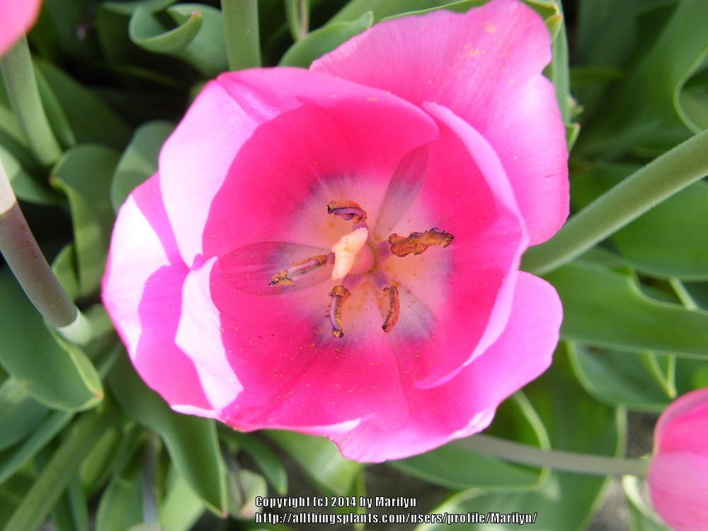Tulip (Tulipa 'Rosy Delight') in the Tulips Database - Garden.org