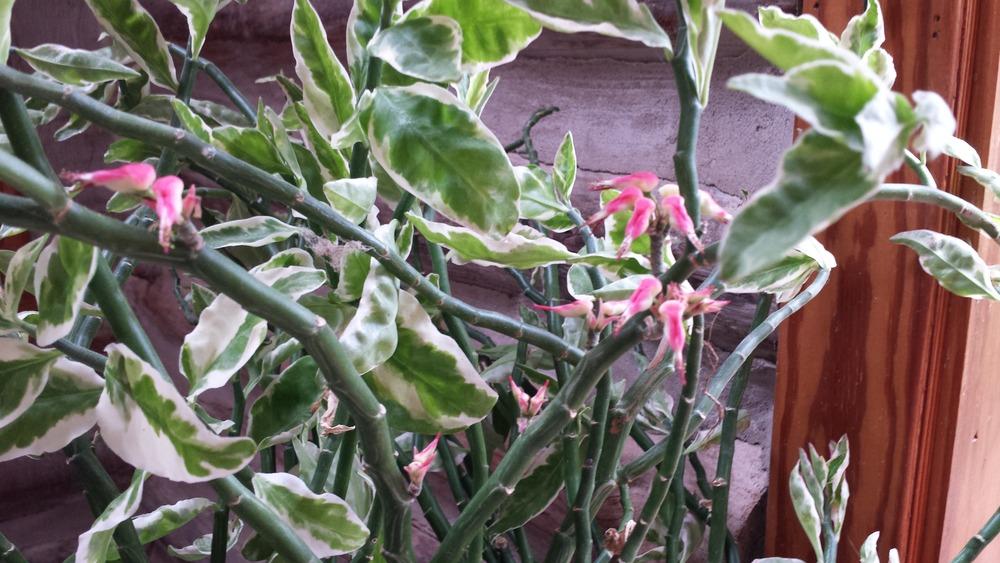 Photo of the bloom of Variegated Devil's Backbone (Euphorbia ...