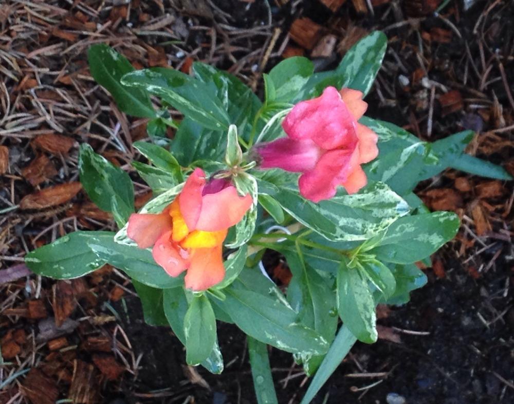 Dwarf Snapdragon (Antirrhinum majus 'Frosted Sunset') - Garden.org