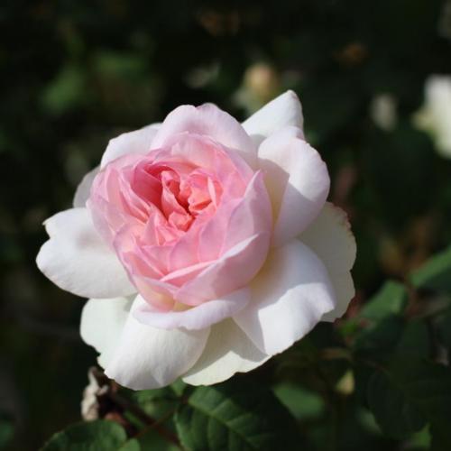 Rose (Rosa 'Sharifa Asma') in the Roses Database - Garden.org