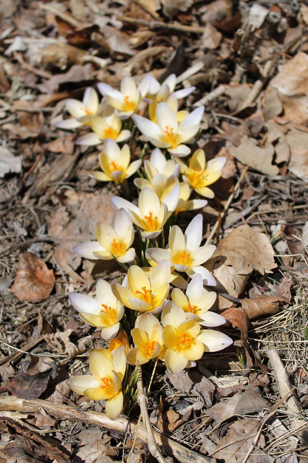 Photo of the entire plant of Snow Crocus (Crocus chrysanthus 'Advance ...