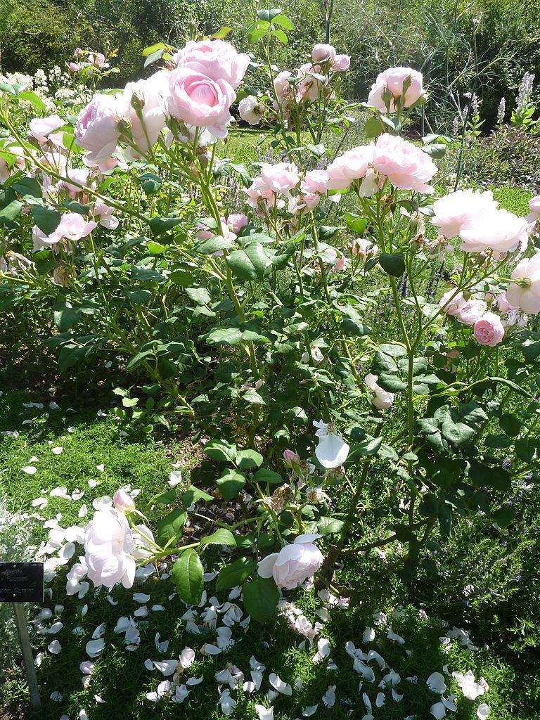 Photo of the entire plant of Rose (Rosa 'Scepter'd Isle') posted by ...