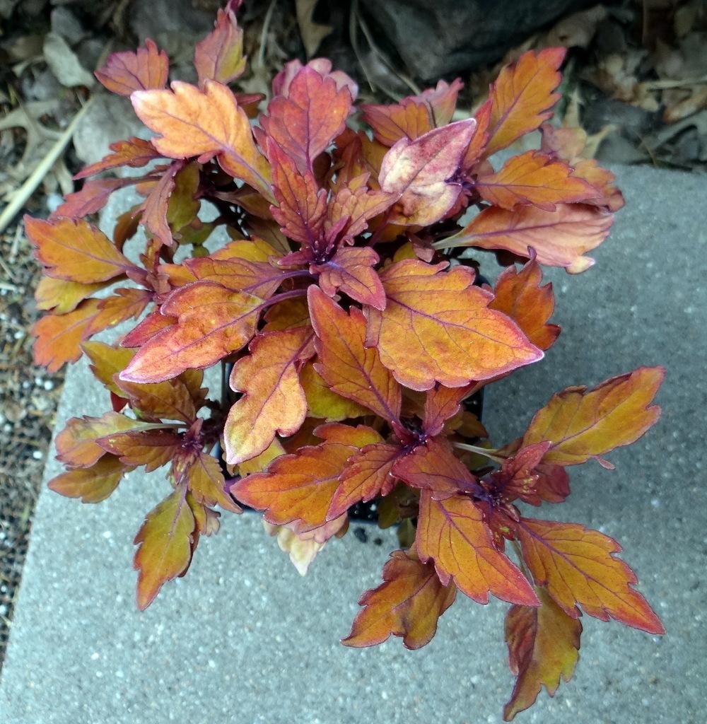 Coleus (Coleus scutellarioides 'Spitfire') in the Coleus Database ...