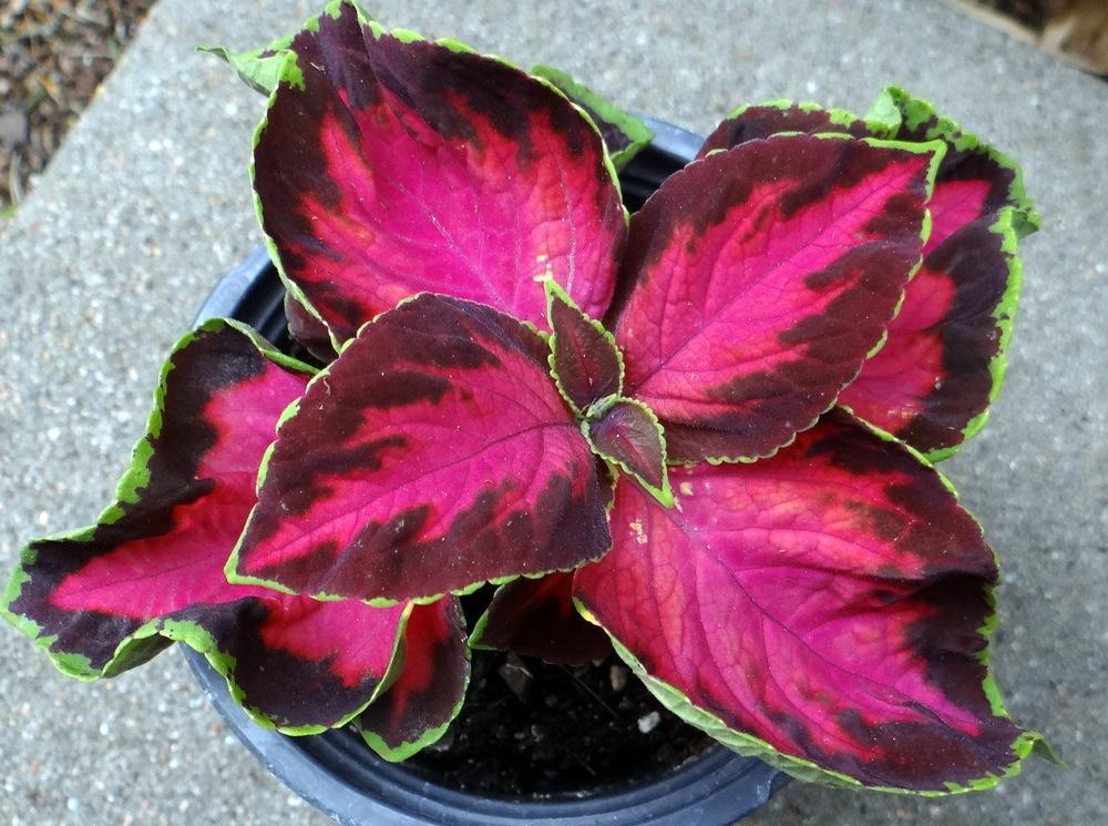 Photo of the leaves of Coleus (Coleus scutellarioides 'Chocolate ...