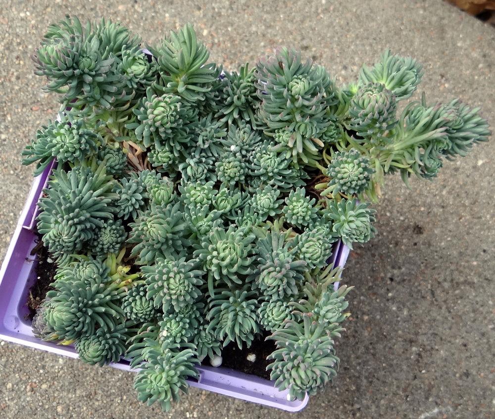 Photo of the entire plant of Sedum (Petrosedum forsterianum 'Oracle ...