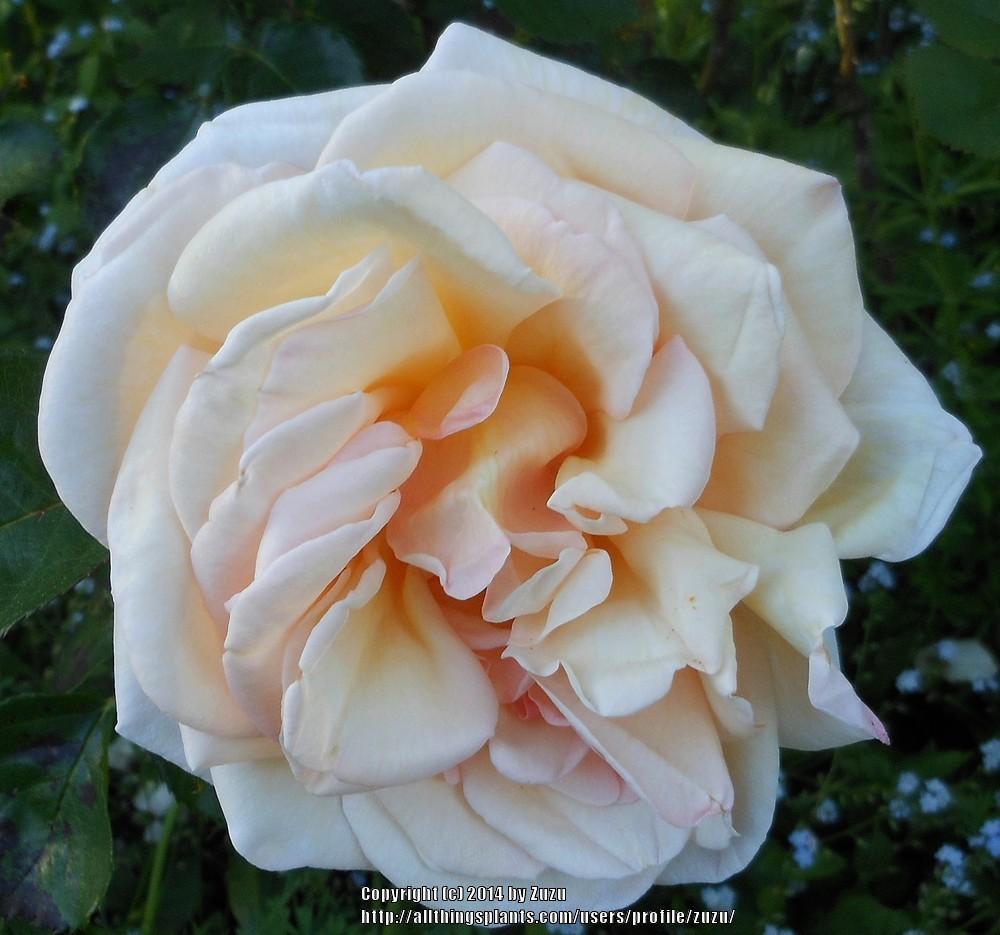 Rose (Rosa 'Buttercup') in the Roses Database - Garden.org