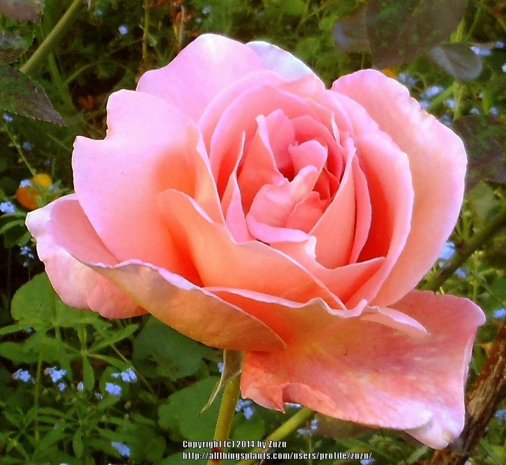 Rose (Rosa 'Helen Traubel') in the Roses Database - Garden.org