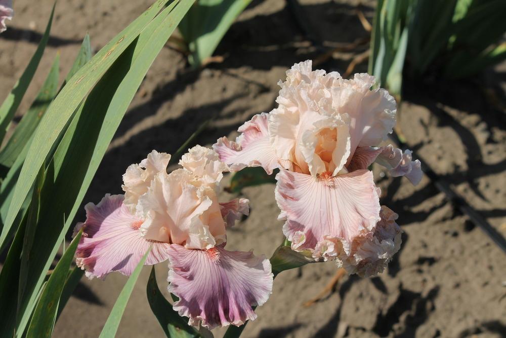 Photo of the bloom of Tall Bearded Iris (Iris 'Cross My Heart') posted ...