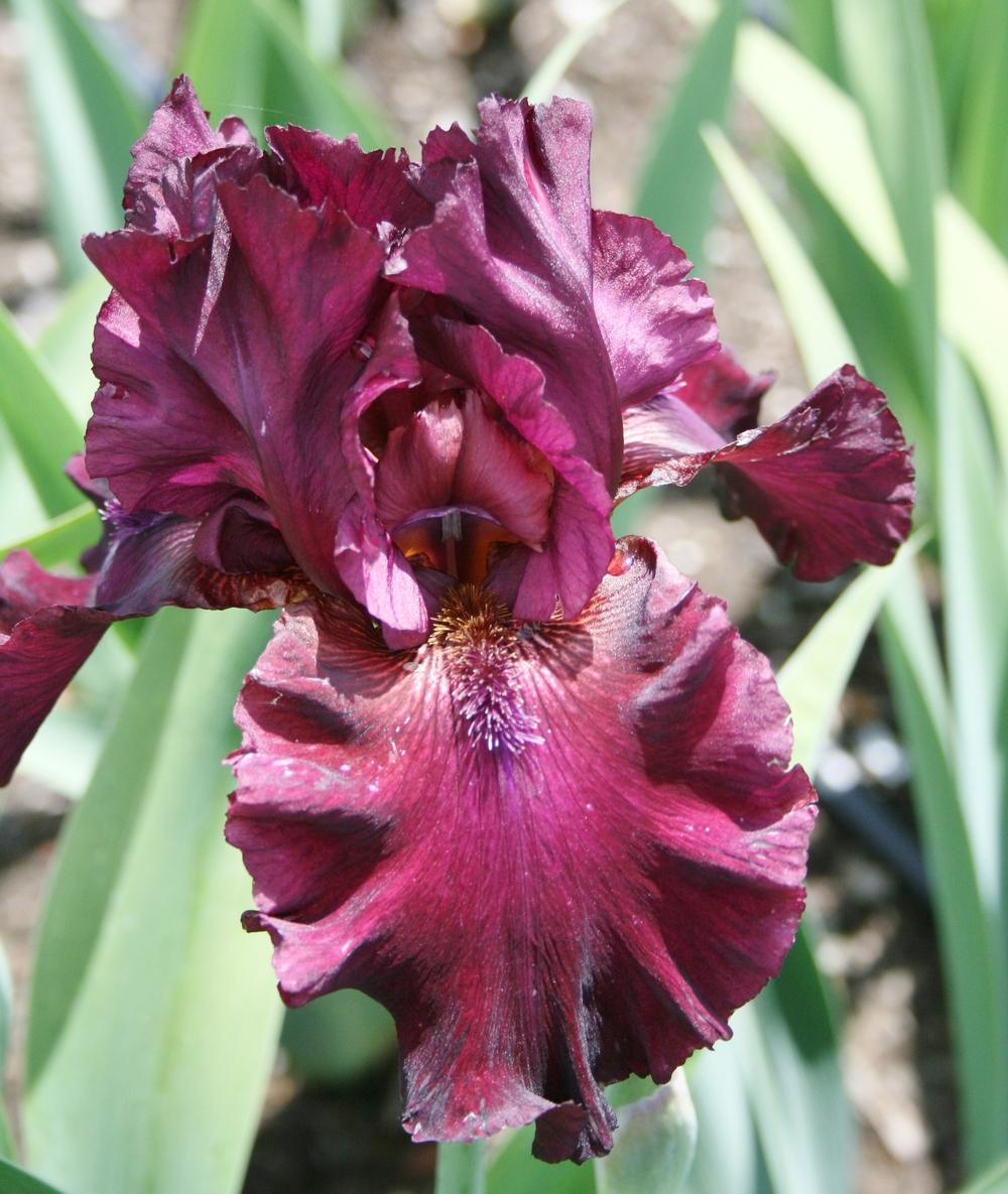 Photo of the bloom of Tall Bearded Iris (Iris 'Rio Rojo') posted by ...