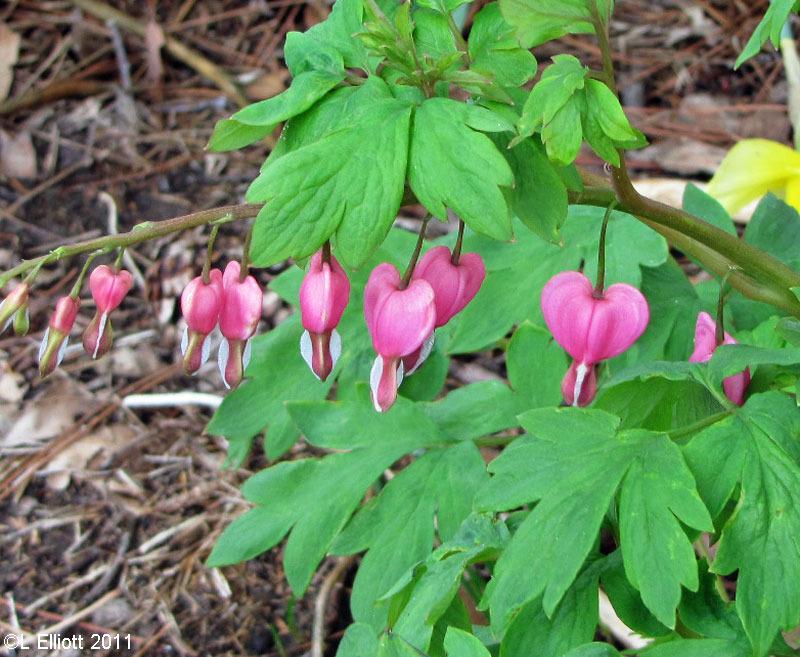Bleeding Hearts: Plant Care and Collection of Varieties - Garden.org