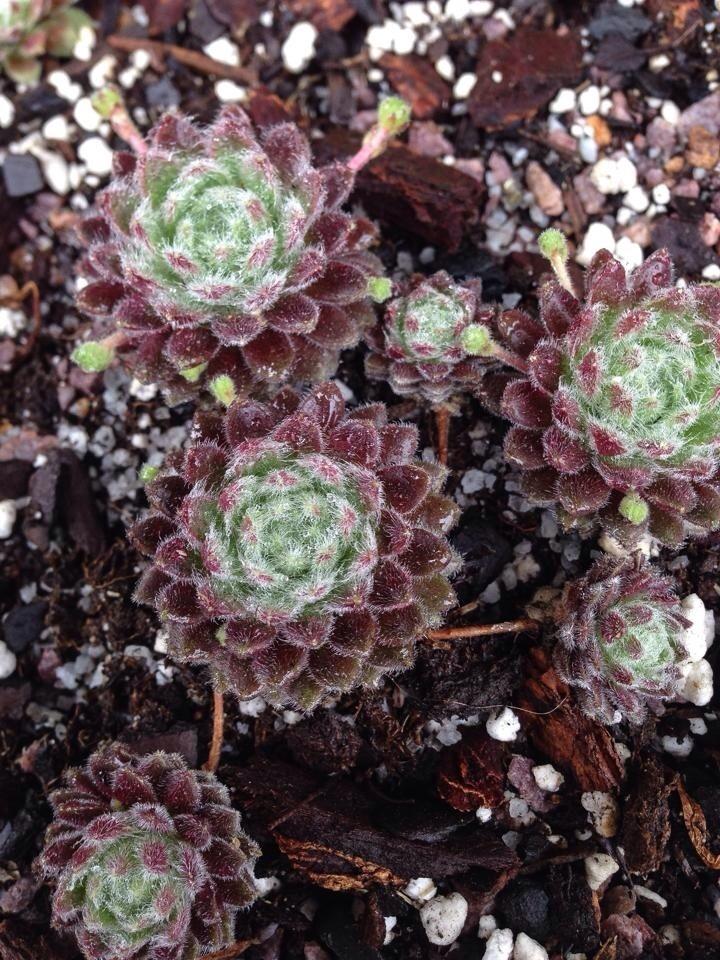 Photo of the entire plant of Hen and Chicks (Sempervivum 'Pacific Plum ...