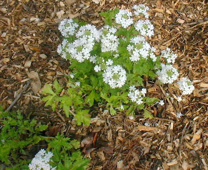 Verbena 'Snow Flurry' - Garden.org