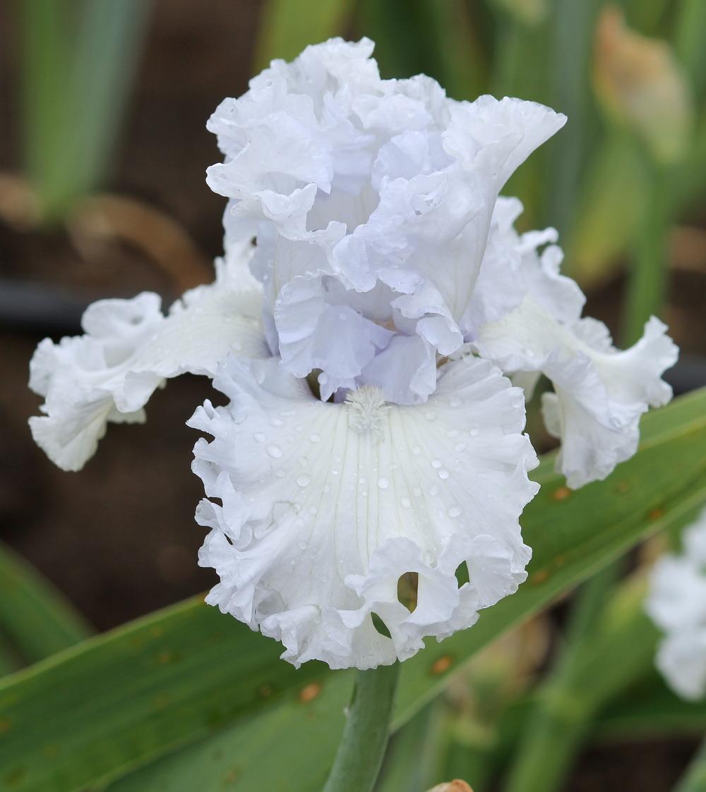 Tall Bearded Iris (Iris 'Civility') in the Irises Database - Garden.org