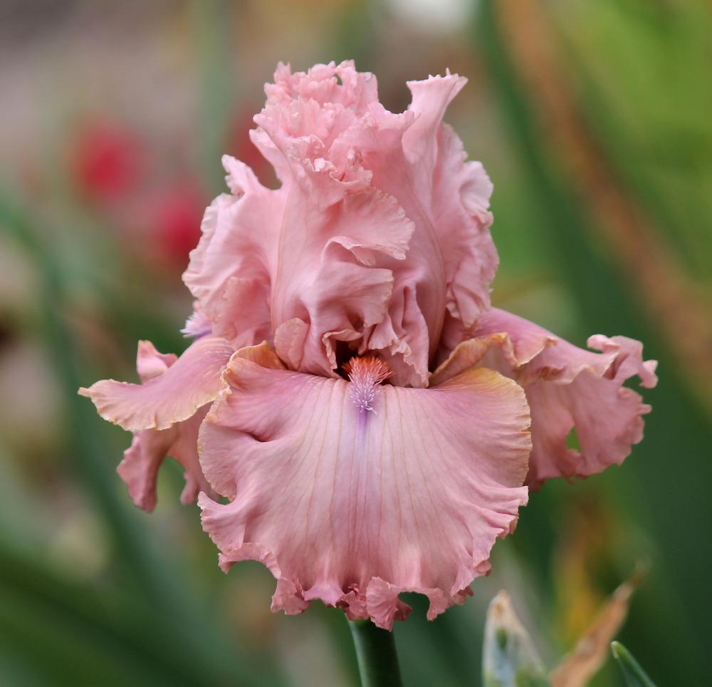 Tall Bearded Iris (Iris 'Star Turn') in the Irises Database - Garden.org