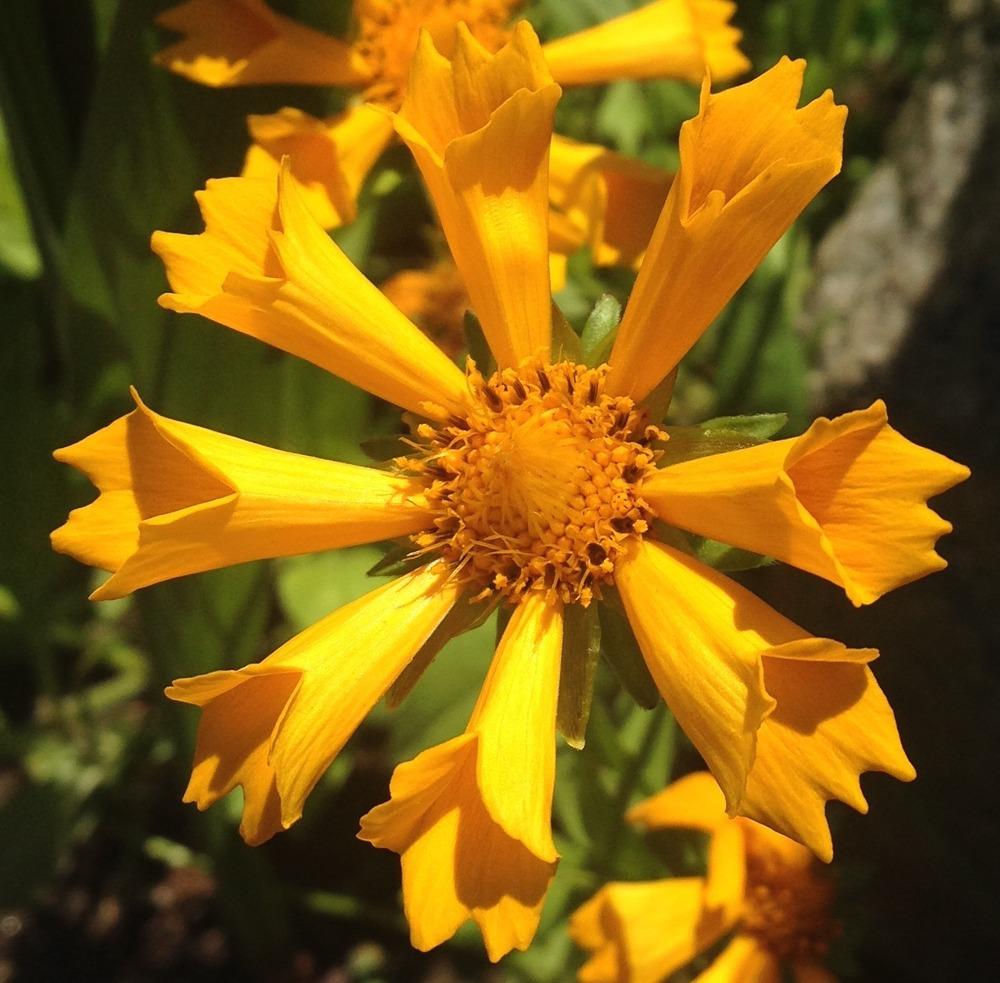 Photo of the bloom of Dwarf Mouse-ear Tickseed (Coreopsis auriculata ...