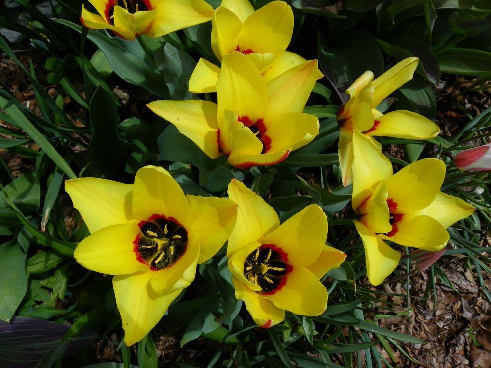 Tulip (Tulipa 'Hit Parade') in the Tulips Database - Garden.org