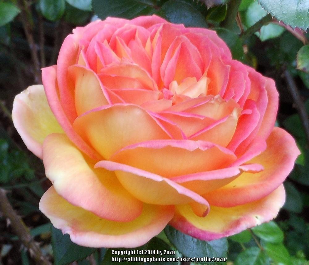 Rose (Rosa 'Centennial Star') in the Roses Database - Garden.org