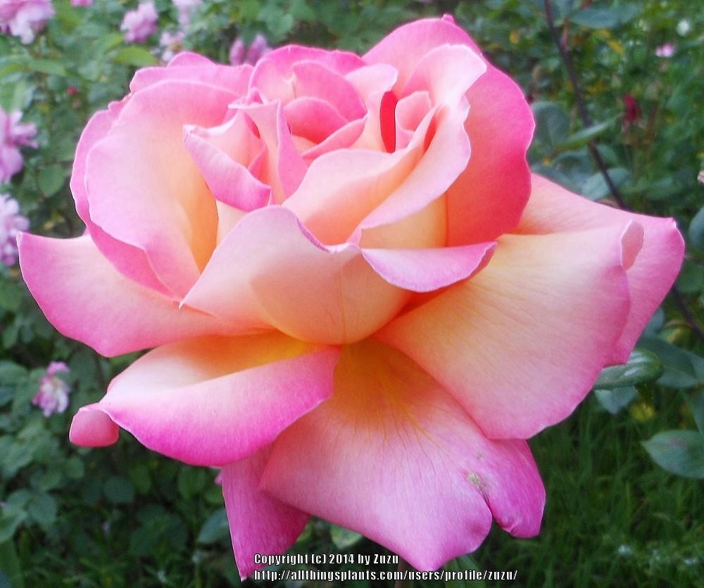 Rose (Rosa 'Desert Peace') in the Roses Database - Garden.org