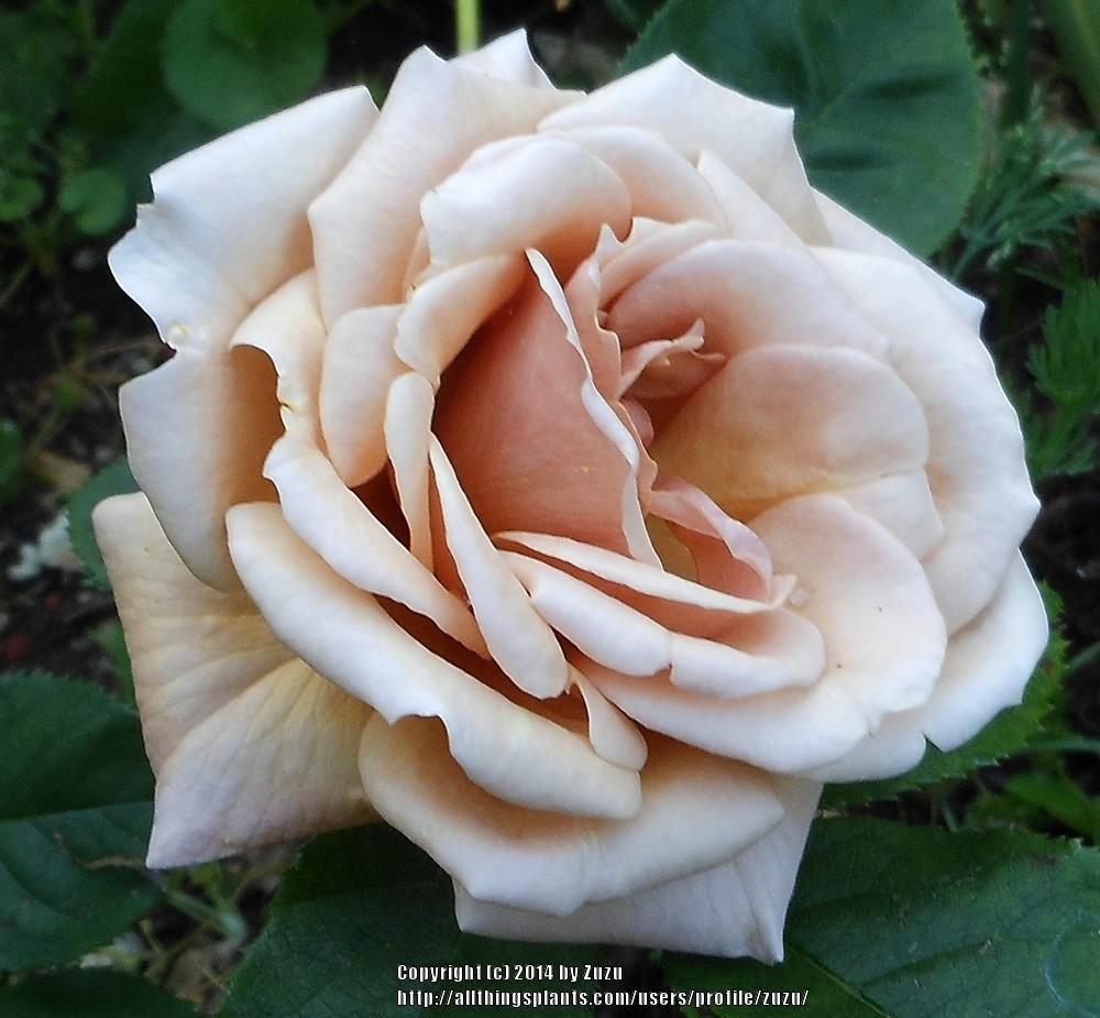 Photo of the bloom of Rose (Rosa 'Tantarra') posted by zuzu - Garden.org