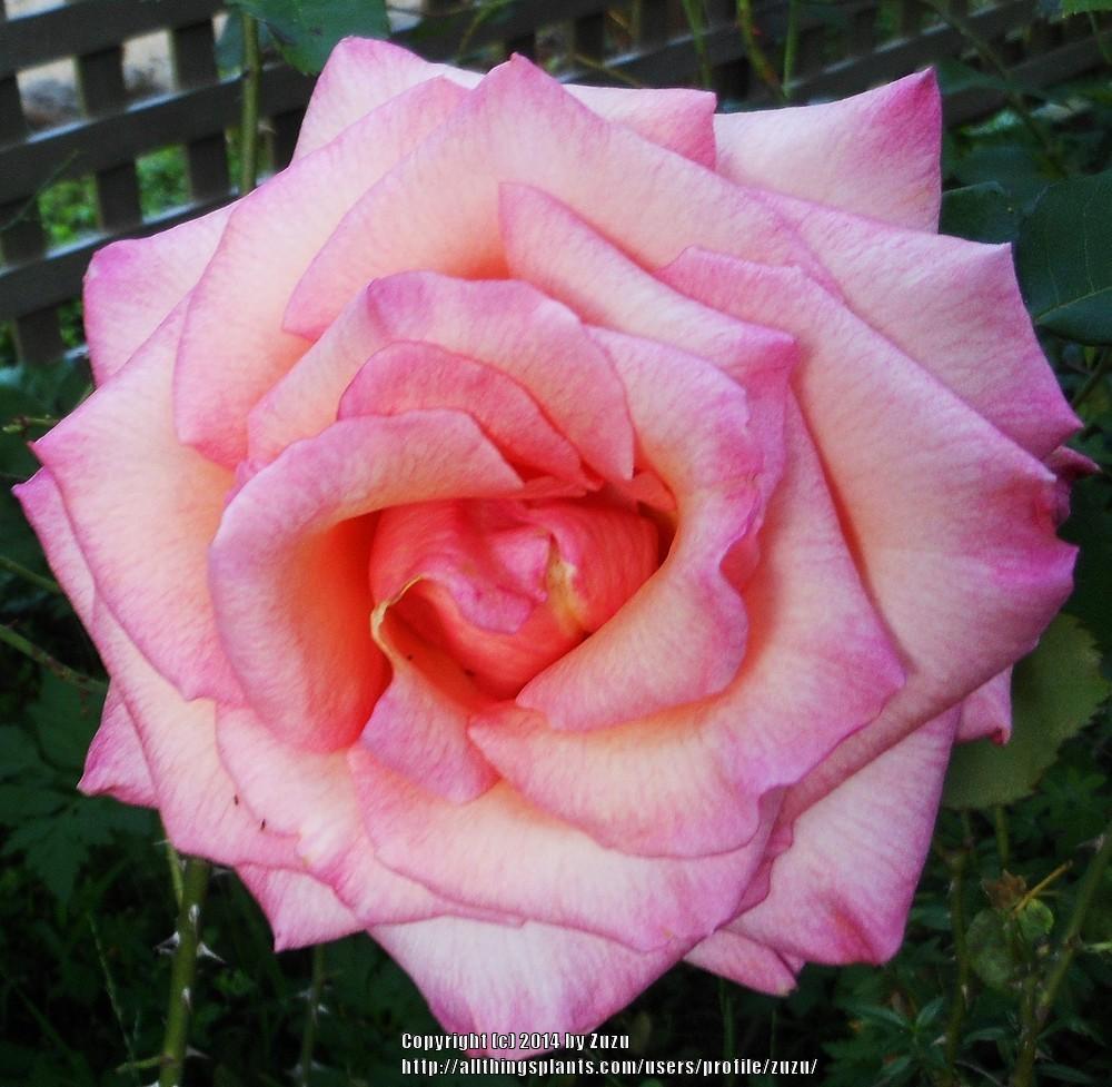 Photo of the bloom of Rose (Rosa 'Oksana') posted by zuzu - Garden.org
